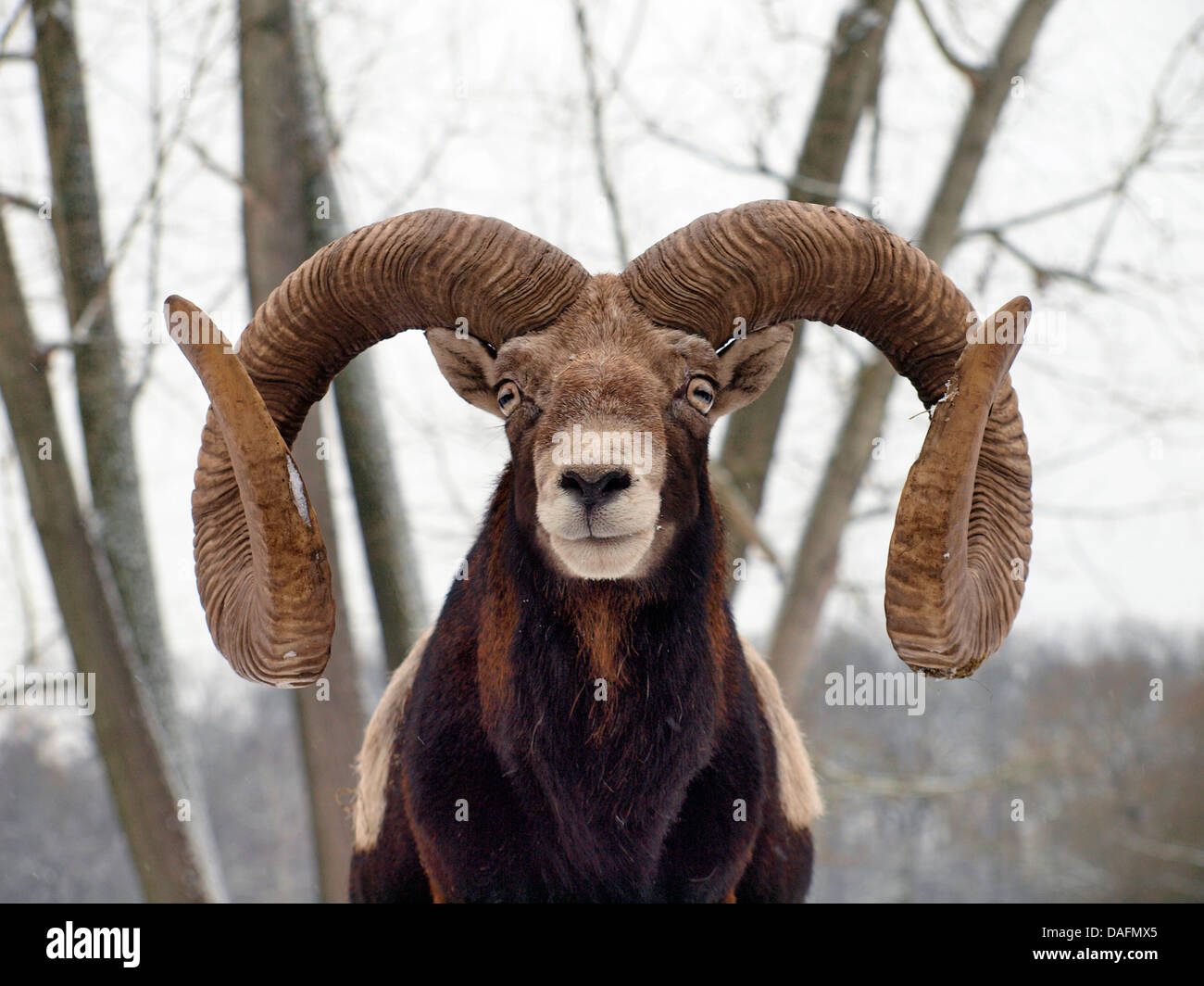 Mouflon (Ovis musimon, Ovis gmelini musimon, Ovis orientalis musimon ...