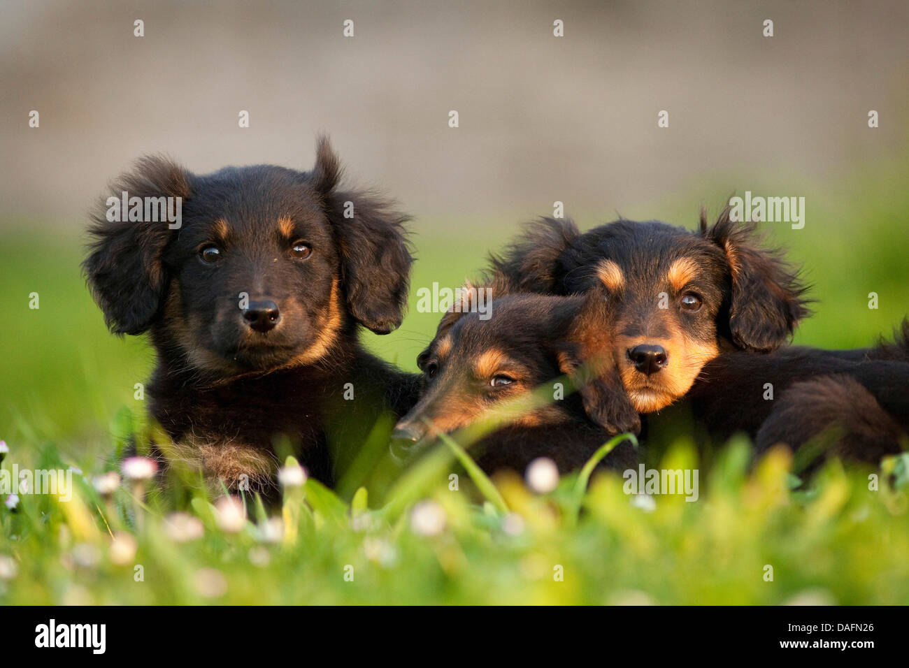 Group Of Mixed Breed Dogs High Resolution Stock Photography and Images ...