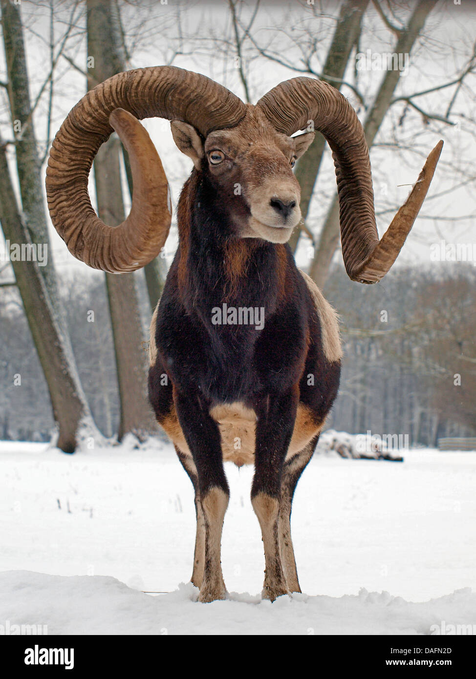 Mouflon (Ovis musimon, Ovis gmelini musimon, Ovis orientalis musimon ...