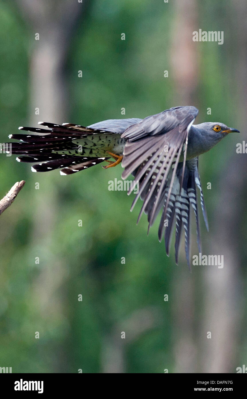 Eurasian cuckoo (Cuculus canorus), flying cuckoo, Germany Stock Photo ...