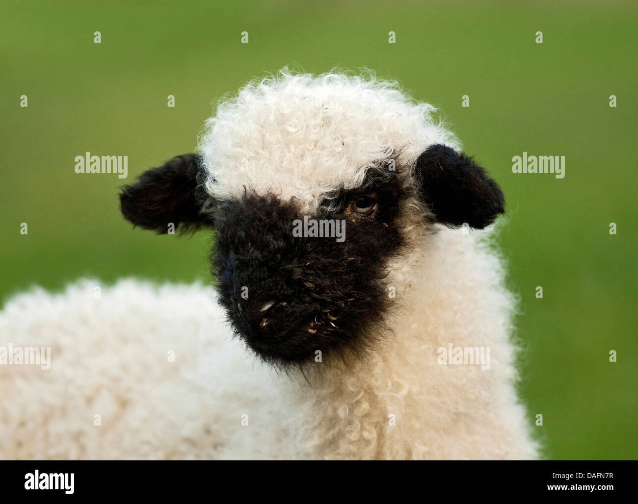 Valais Blacknose, Valais Blacknose sheep (Ovis ammon f. aries), young ...