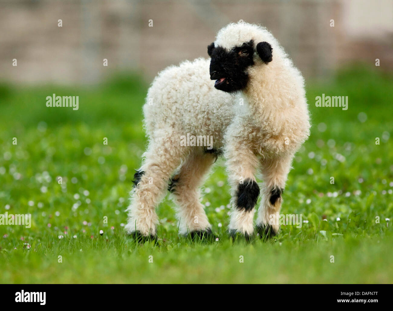 Valais blacknose sheep hi-res stock photography and images - Alamy