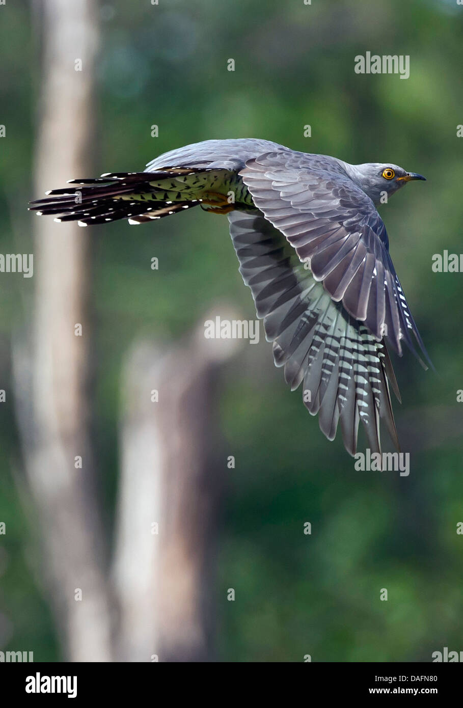 Eurasian cuckoo (Cuculus canorus), flying cuckoo, Germany Stock Photo ...