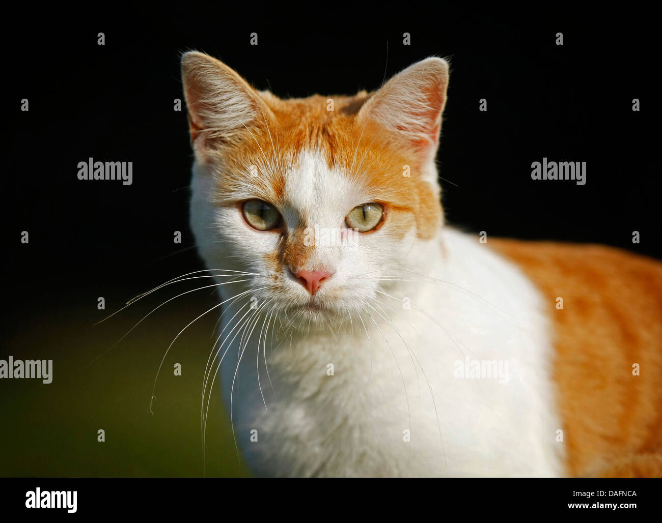 White brindled hi-res stock photography and images - Alamy