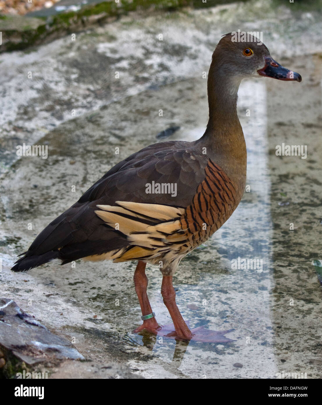 Eyton's Whistling Duck / Plumed Whistling Duck (dendrocygna eytoni ...