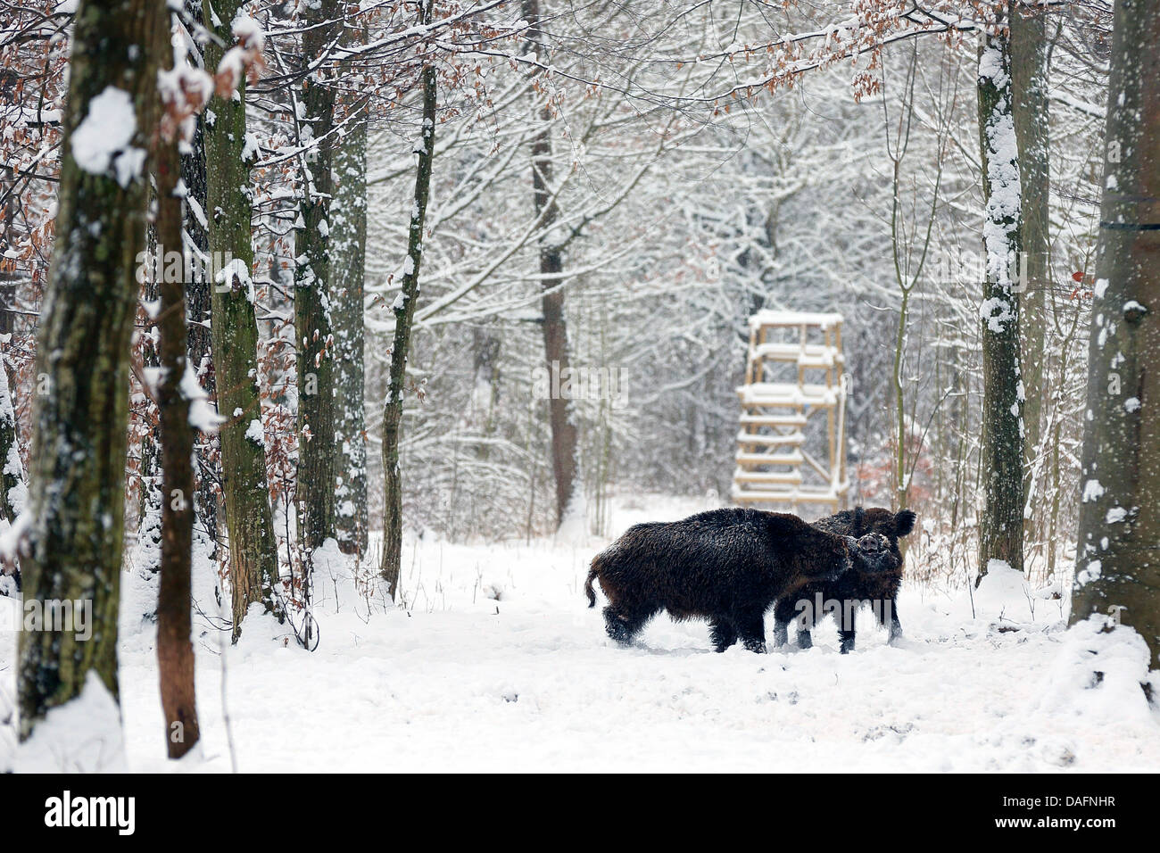 Sus animals wintertime mammals pigs wild boars wintry snowy female hi ...