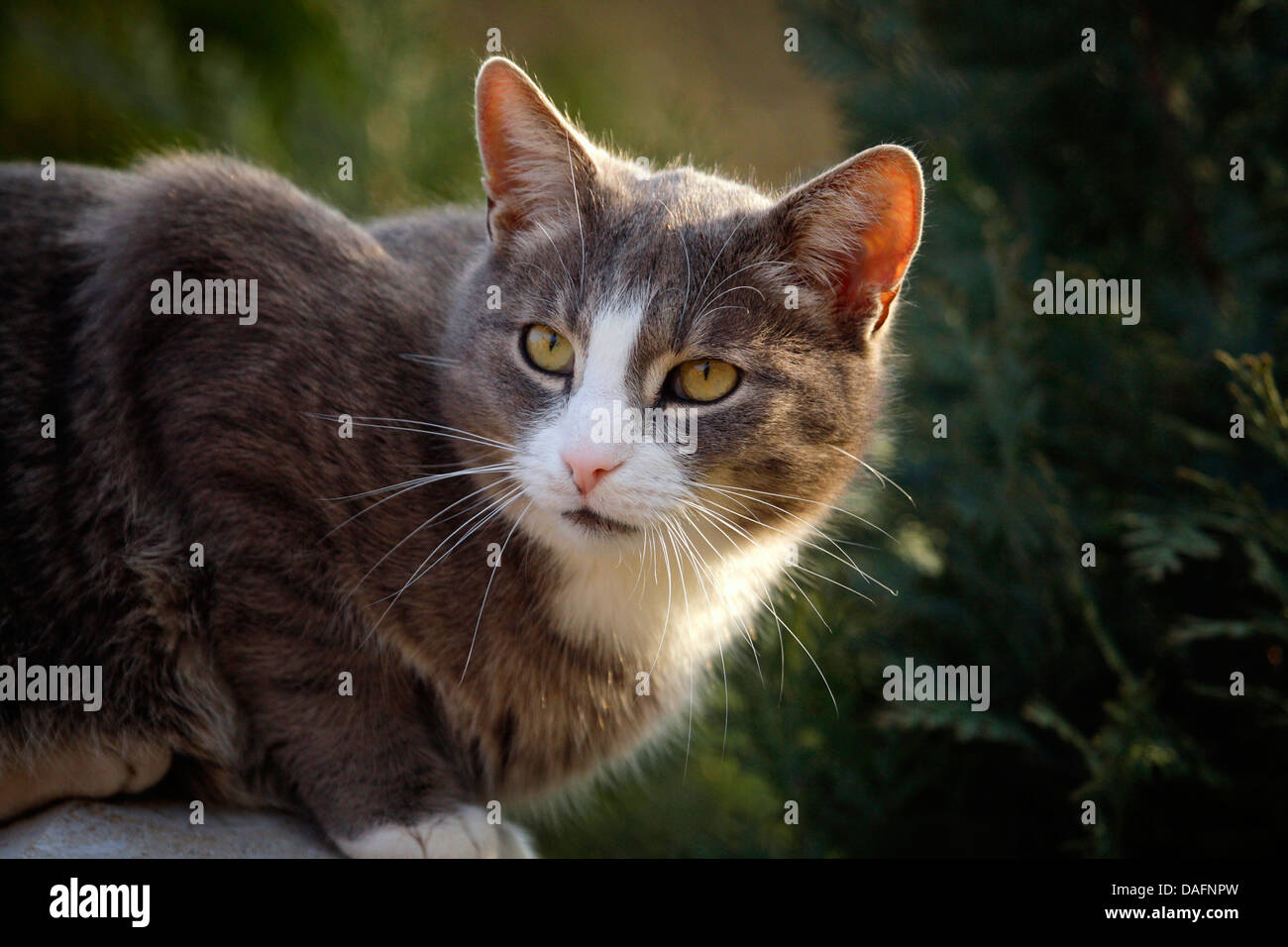 Grey striped tomcat on a stone hi-res stock photography and images - Alamy