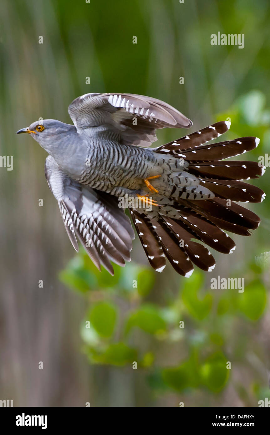 Eurasian cuckoo (Cuculus canorus), flying cuckoo, Germany Stock Photo ...