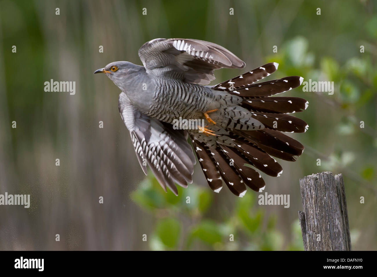 Eurasian cuckoo (Cuculus canorus), flying cuckoo, Germany Stock Photo ...
