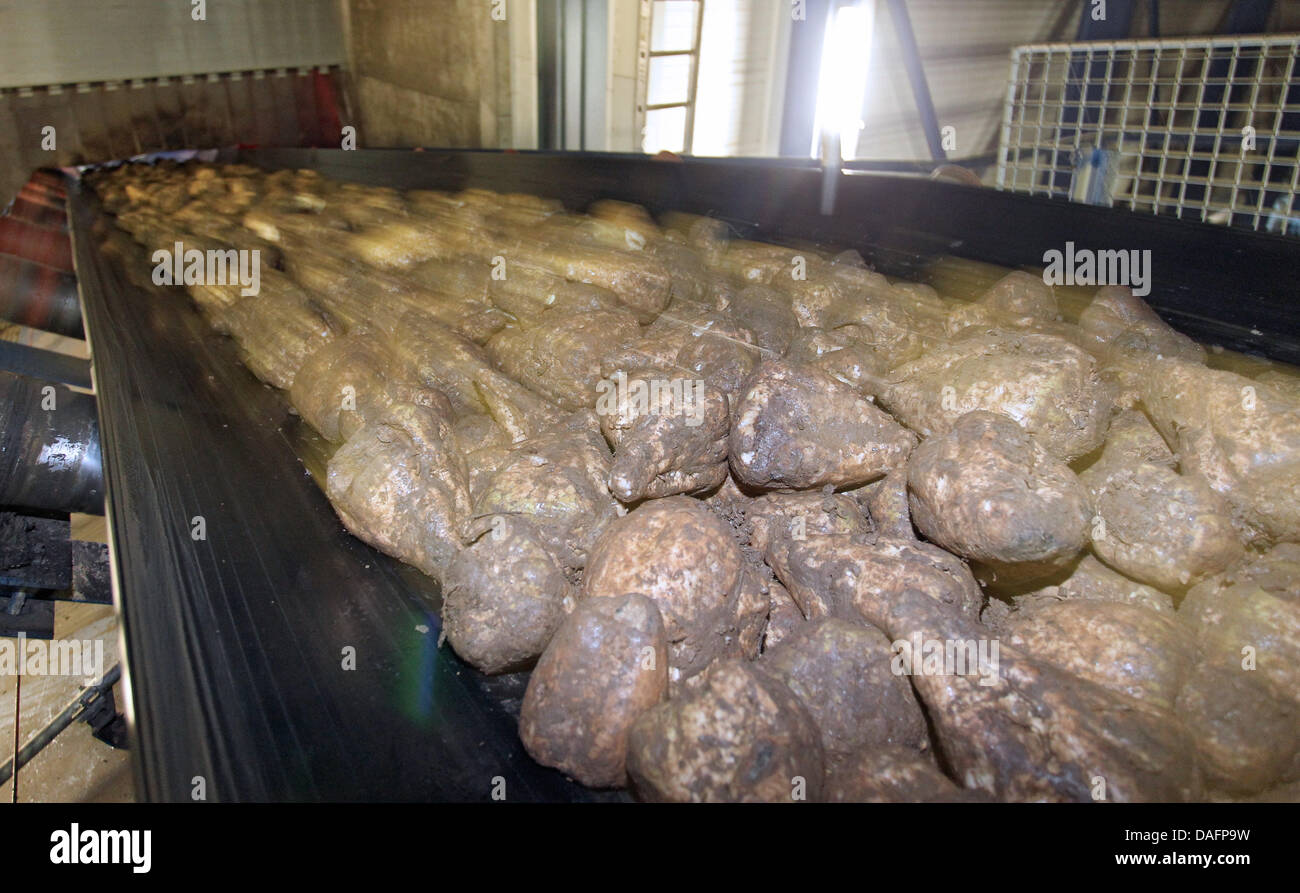 Sugar beet lies on an assembly line of the company Suedzucker at a ...