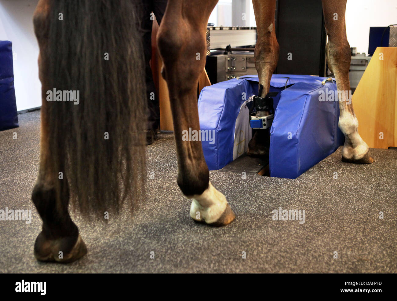 Horse Lupus stands inside the new magnetic resonance tomography (MRT ...