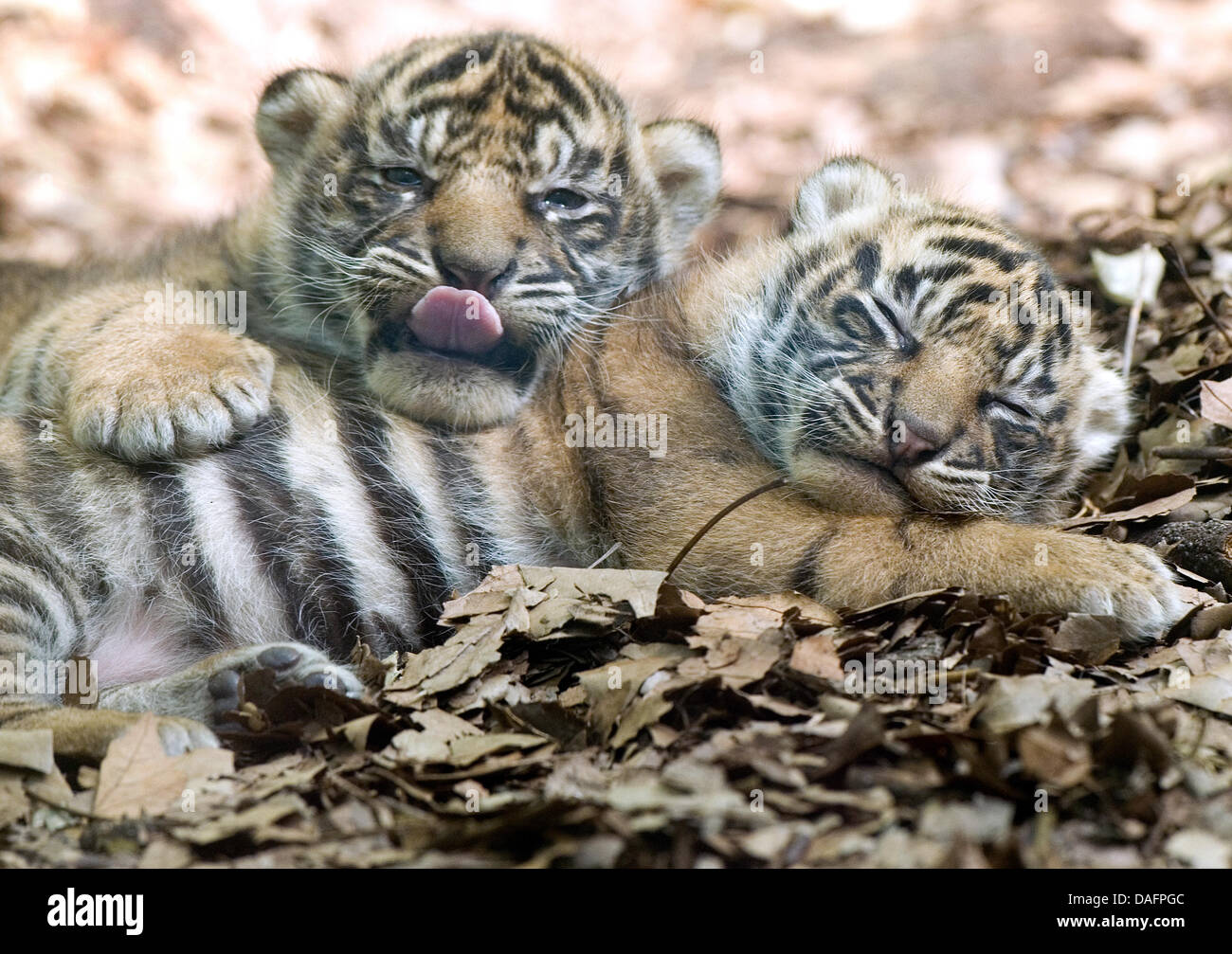 (dpa file) - A file picture dated 25 May 2011 shows tiger twins at the ...