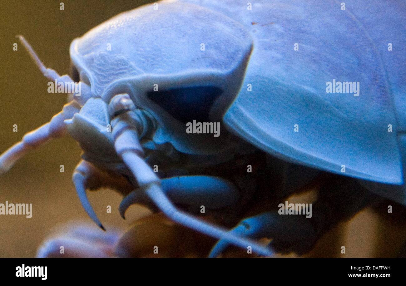 A deep water giant isopod (Bathynomus giganteus) swims in the aquarium ...