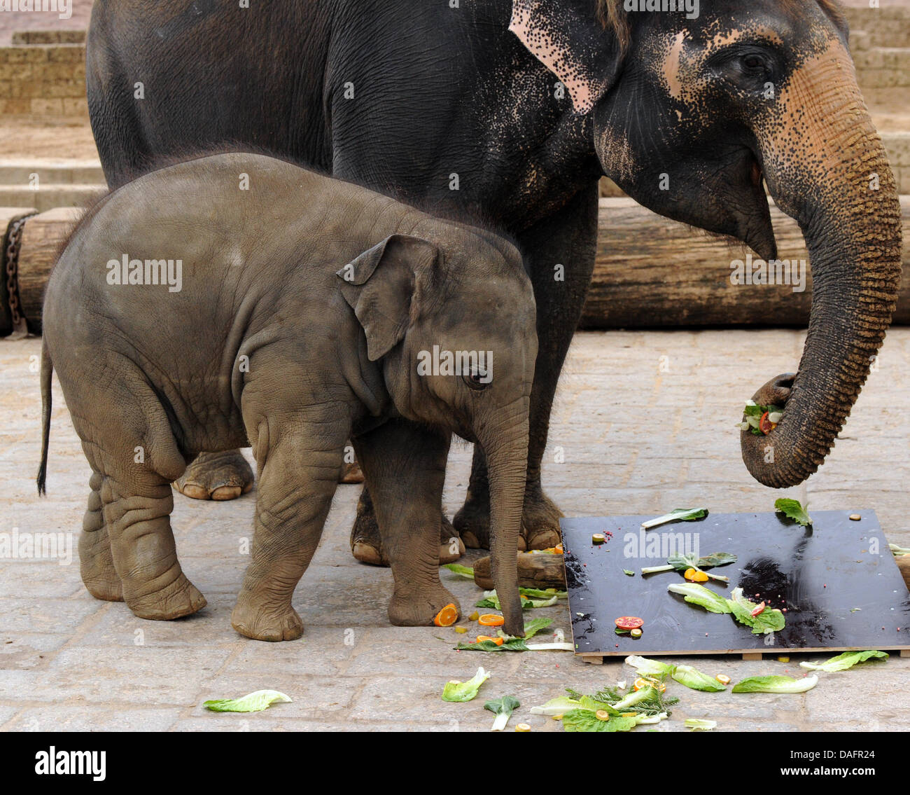 Baby elephant eating vegetables in hi-res stock photography and images ...
