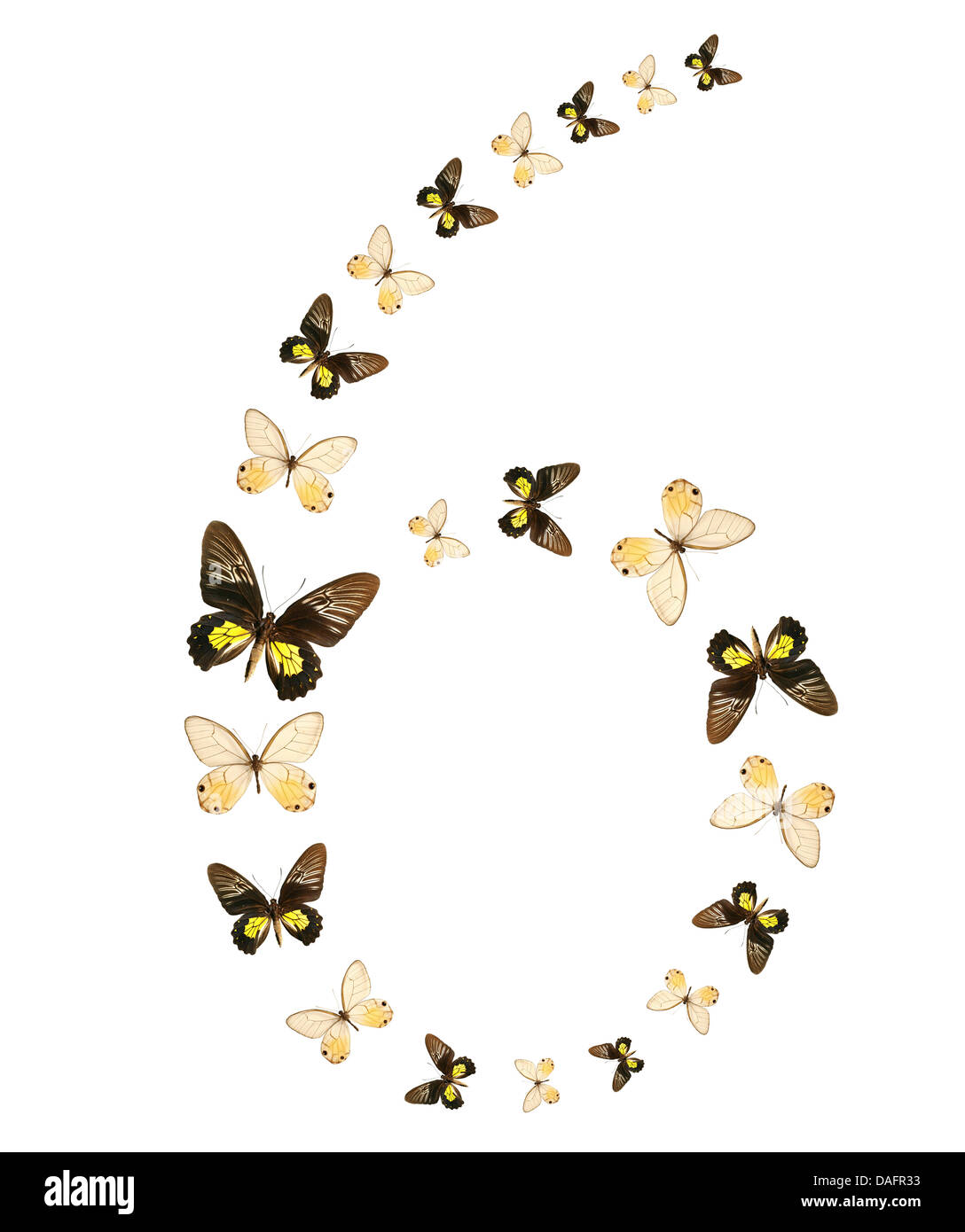 Six number butterfly show isolated Stock Photo - Alamy