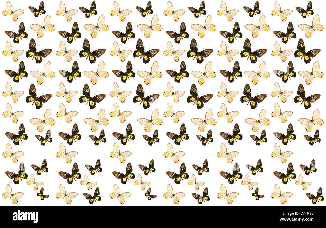 beautiful butterfly abstract texture background Stock Photo - Alamy