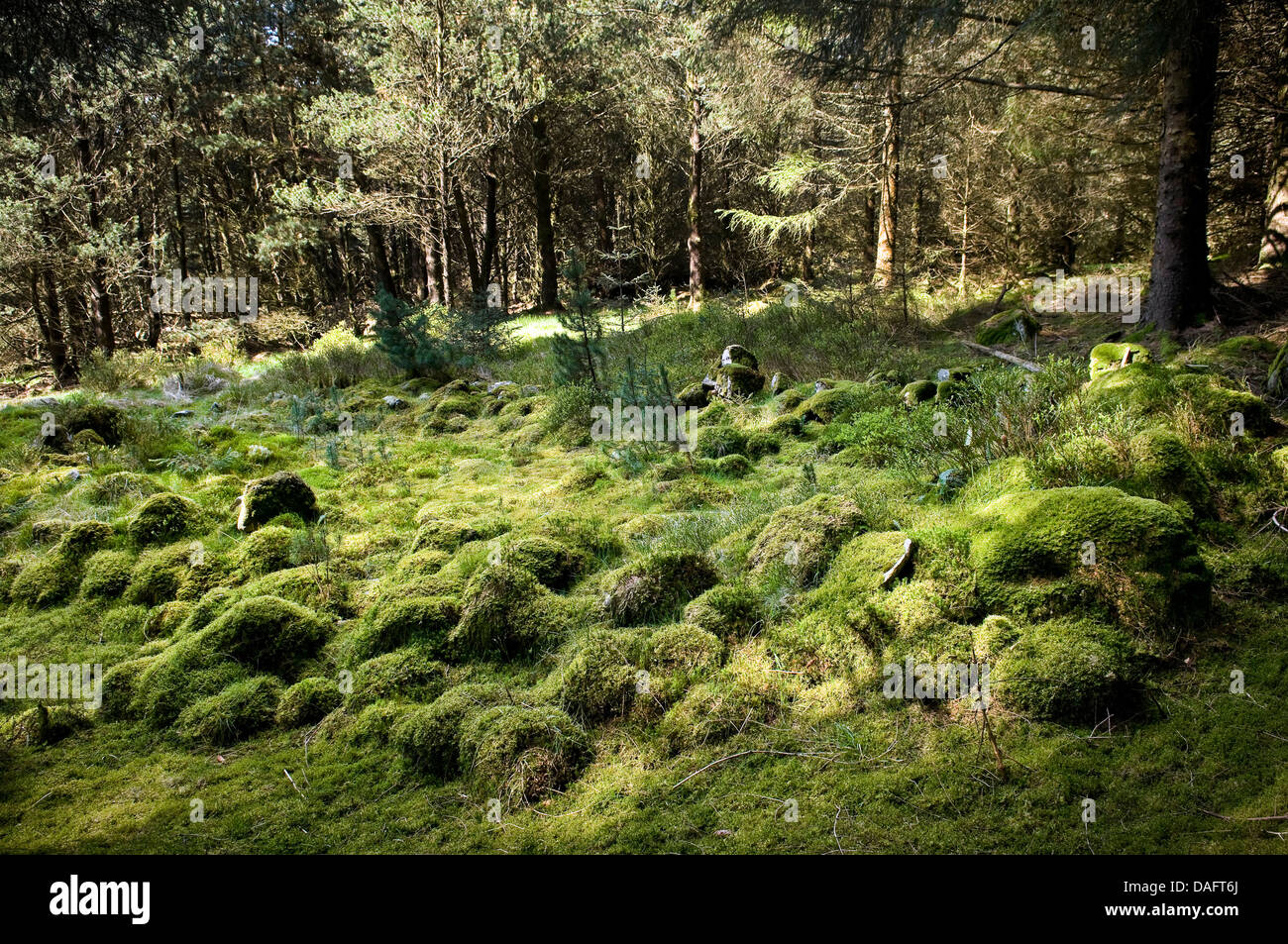 Davagh forest hi-res stock photography and images - Alamy