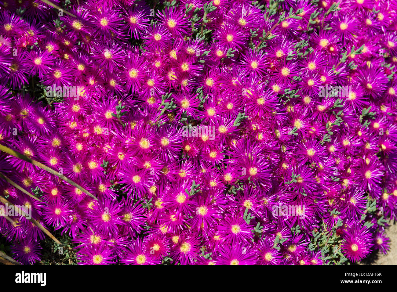 Kingswear, Devon, England. July 9th 2013. A Lampranthus Multiradiatus ...