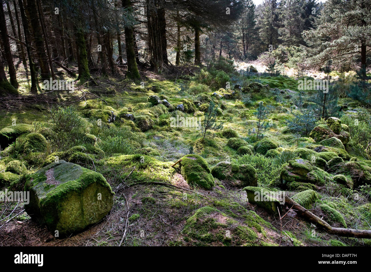 Davagh forest ireland hi-res stock photography and images - Alamy