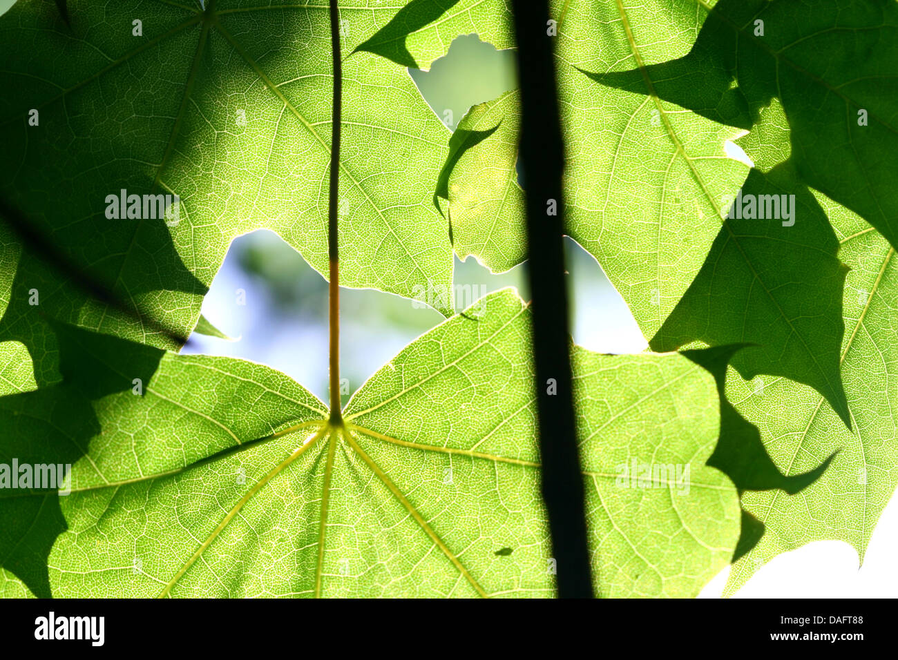 green leaf beautiful nature background Stock Photo - Alamy