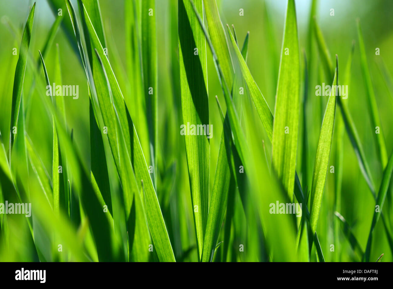 happy green grass leaves morning sunlight Stock Photo - Alamy