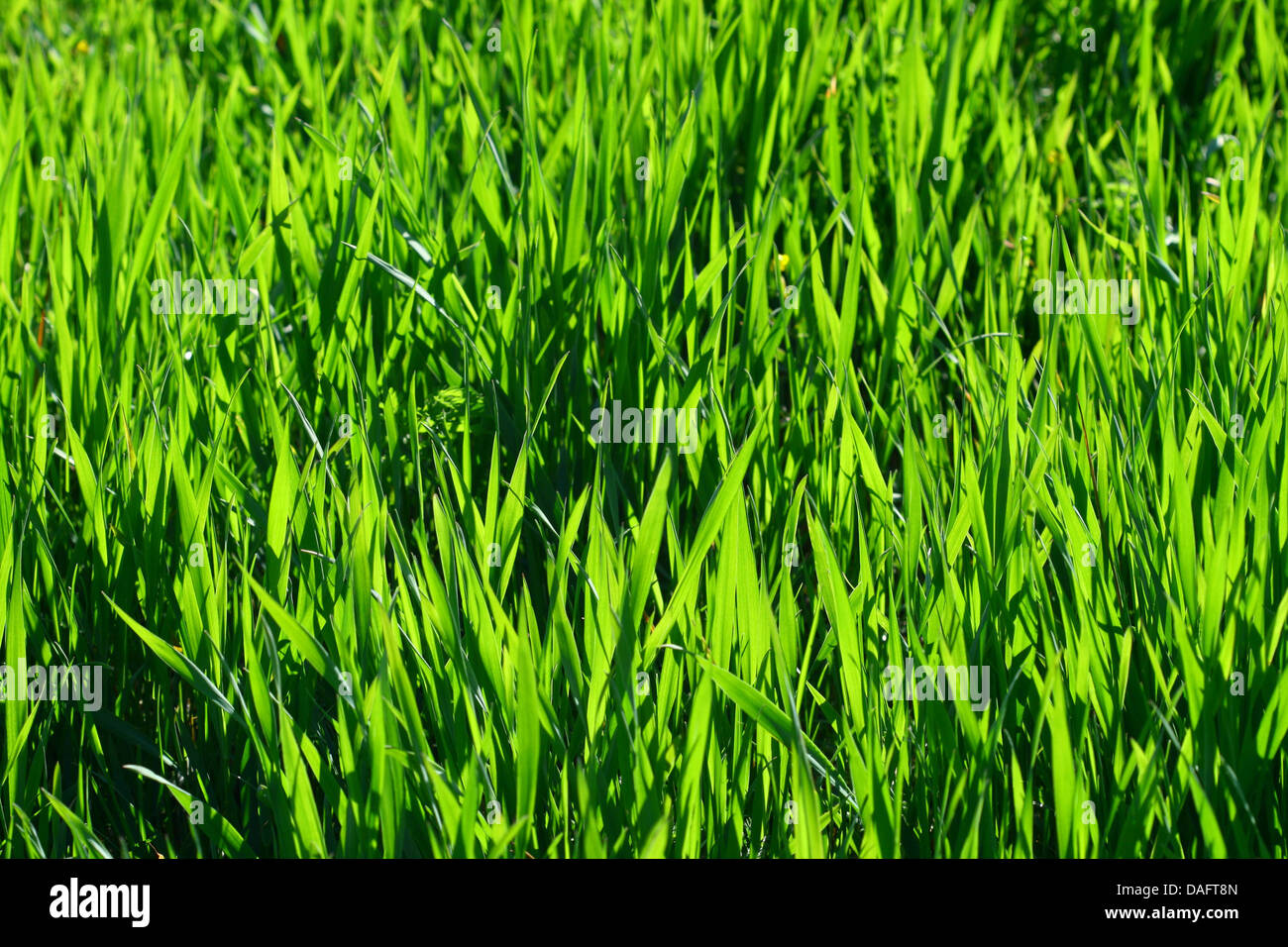 Lively pattern of abstract leaves hi-res stock photography and images ...