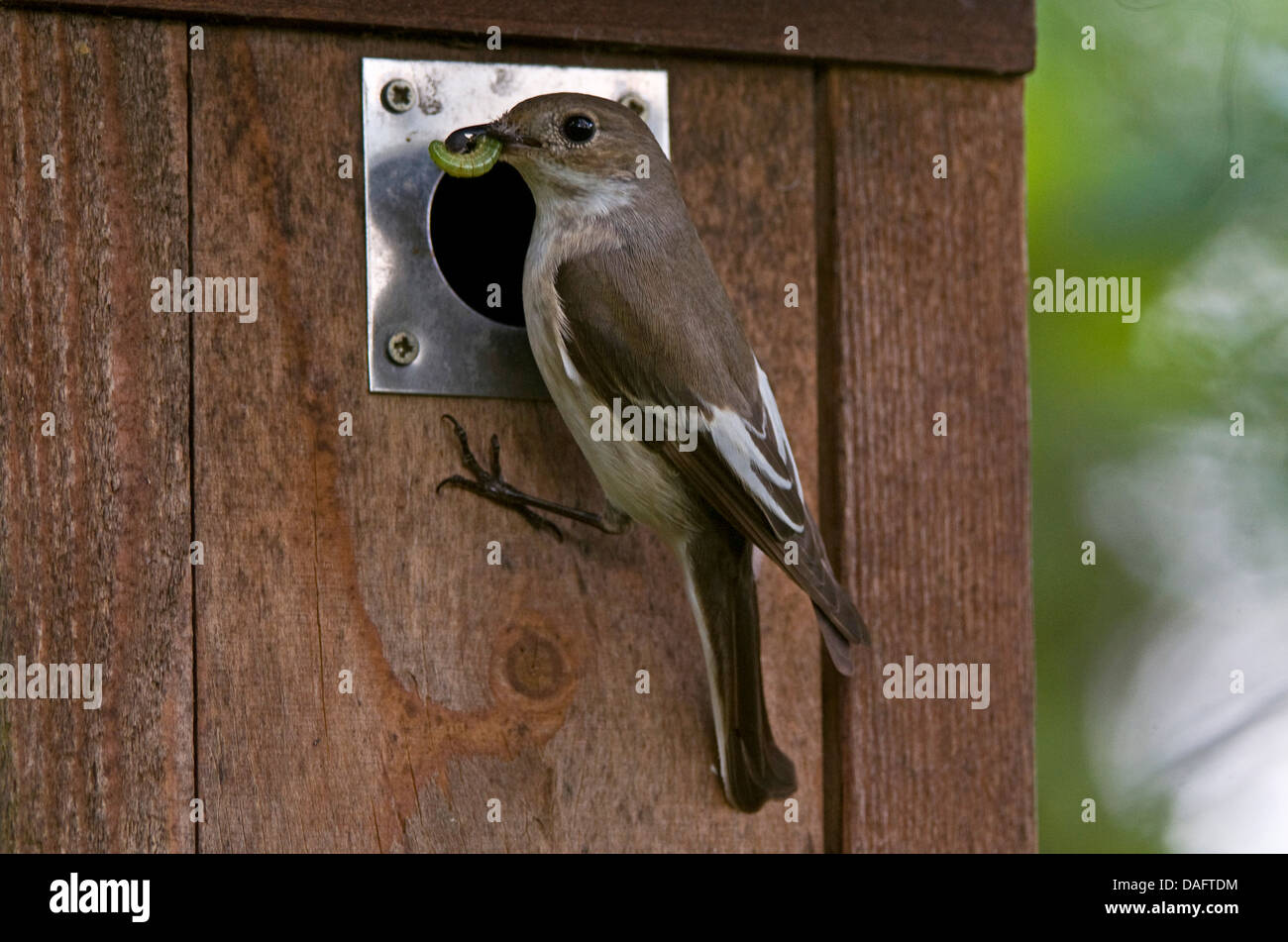 pied flycatcher (Ficedula hypoleuca), female at a nest box with food ...