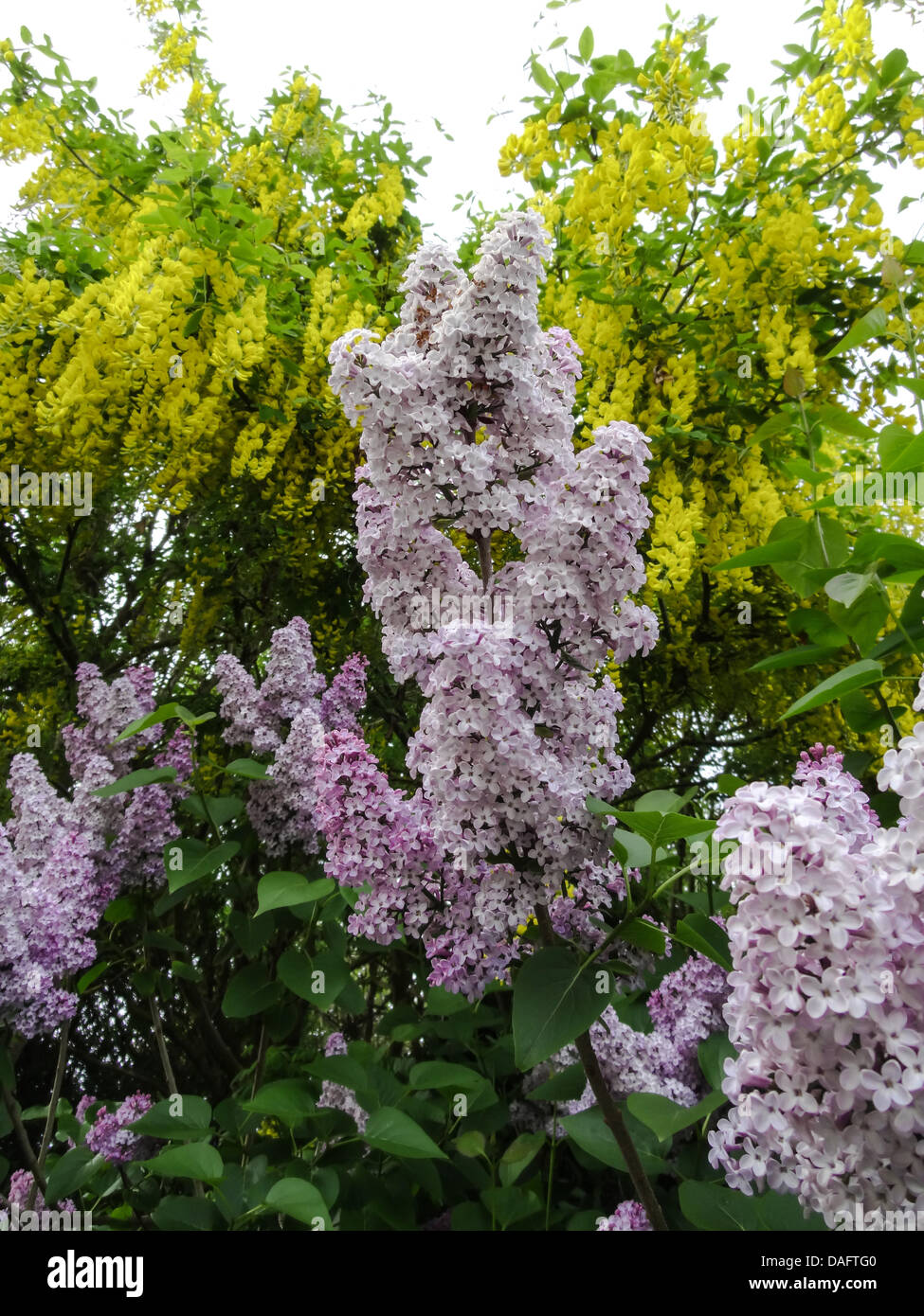 flowering lilac, syringa vulgaris Stock Photo - Alamy