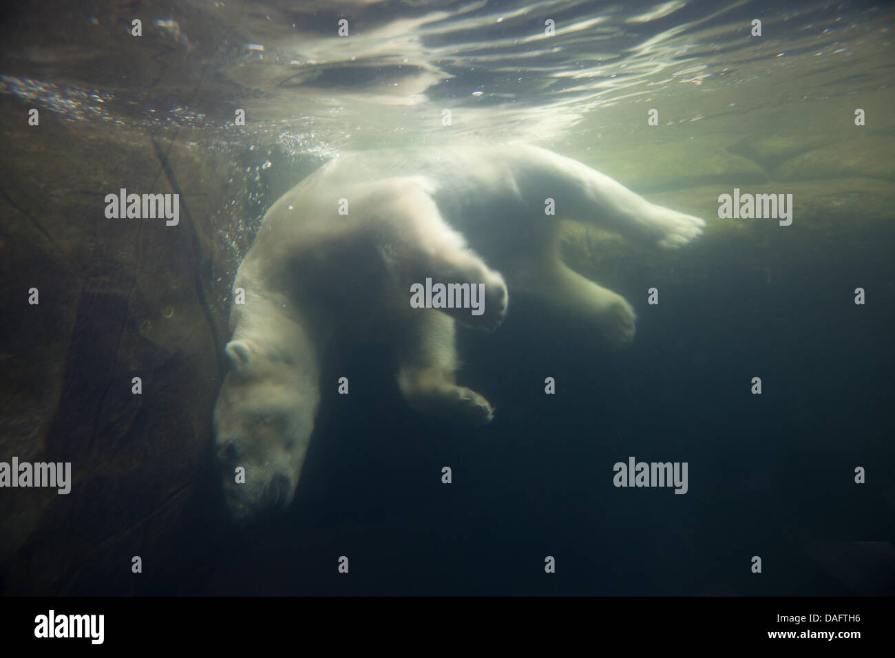 polar bear diving in zoo, ursus maritimus Stock Photo - Alamy