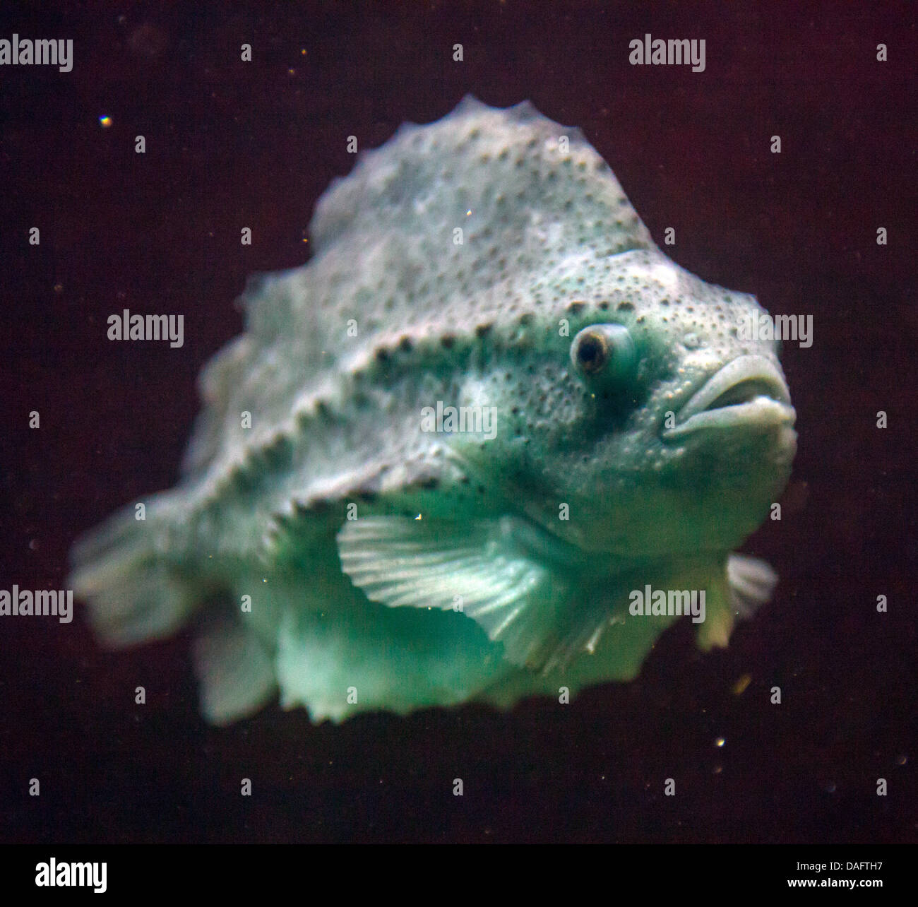 lumpfish, cyclopterus lumpus Stock Photo - Alamy