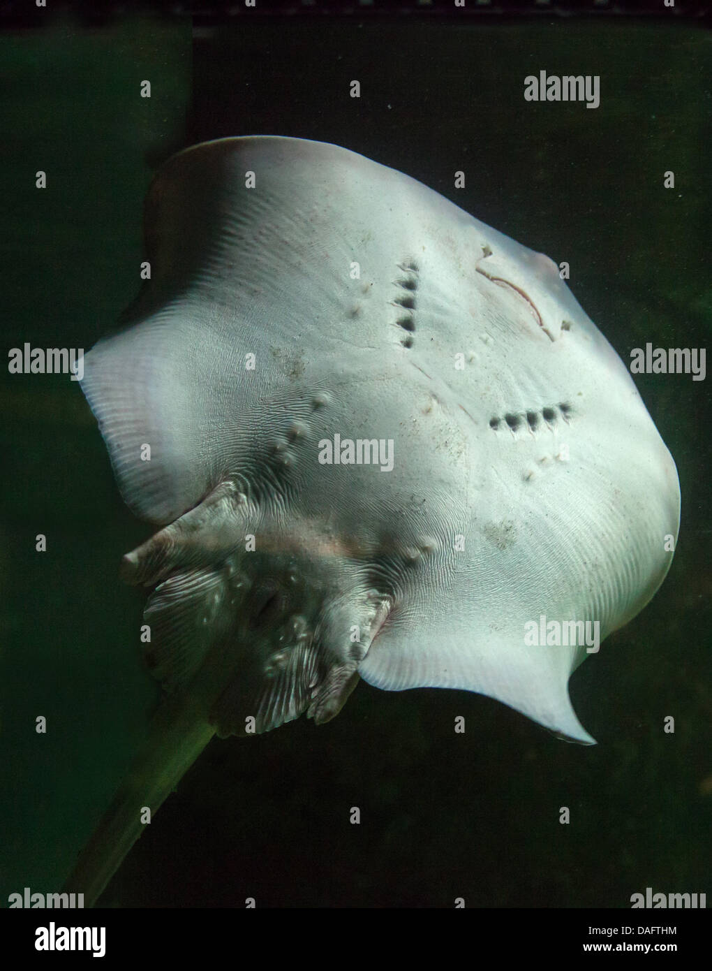 stingray, raja clavata Stock Photo - Alamy