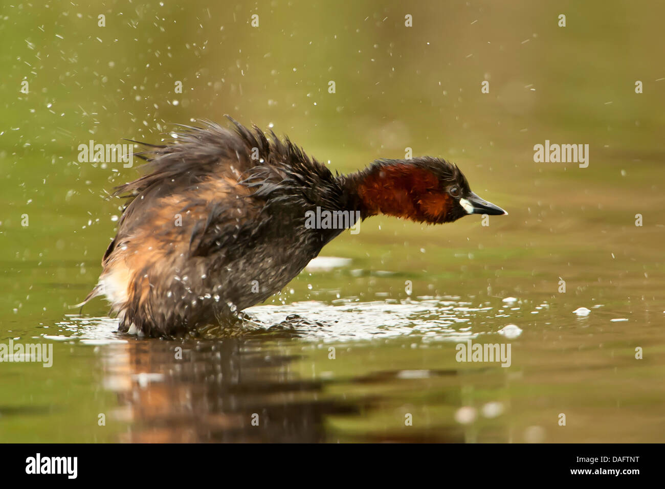little grebe (Podiceps ruficollis, Tachybaptus ruficollis), shaking its ...