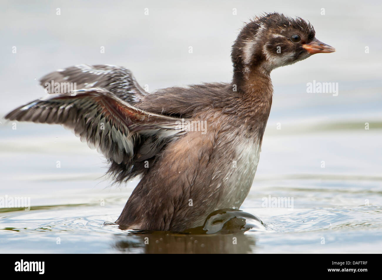 Grebe feet hi-res stock photography and images - Alamy
