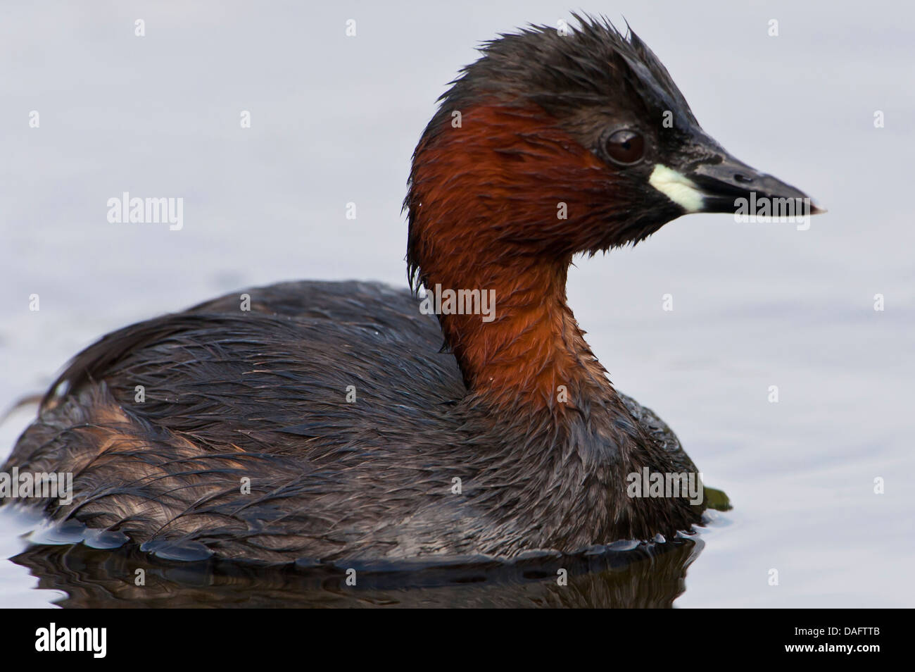 Little grebe portrait hi-res stock photography and images - Alamy