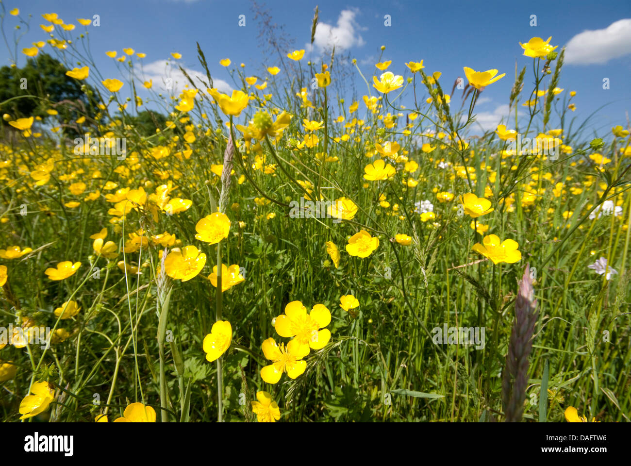 tall buttercup, upright meadow crowfoot (Ranunculus acris), flower ...