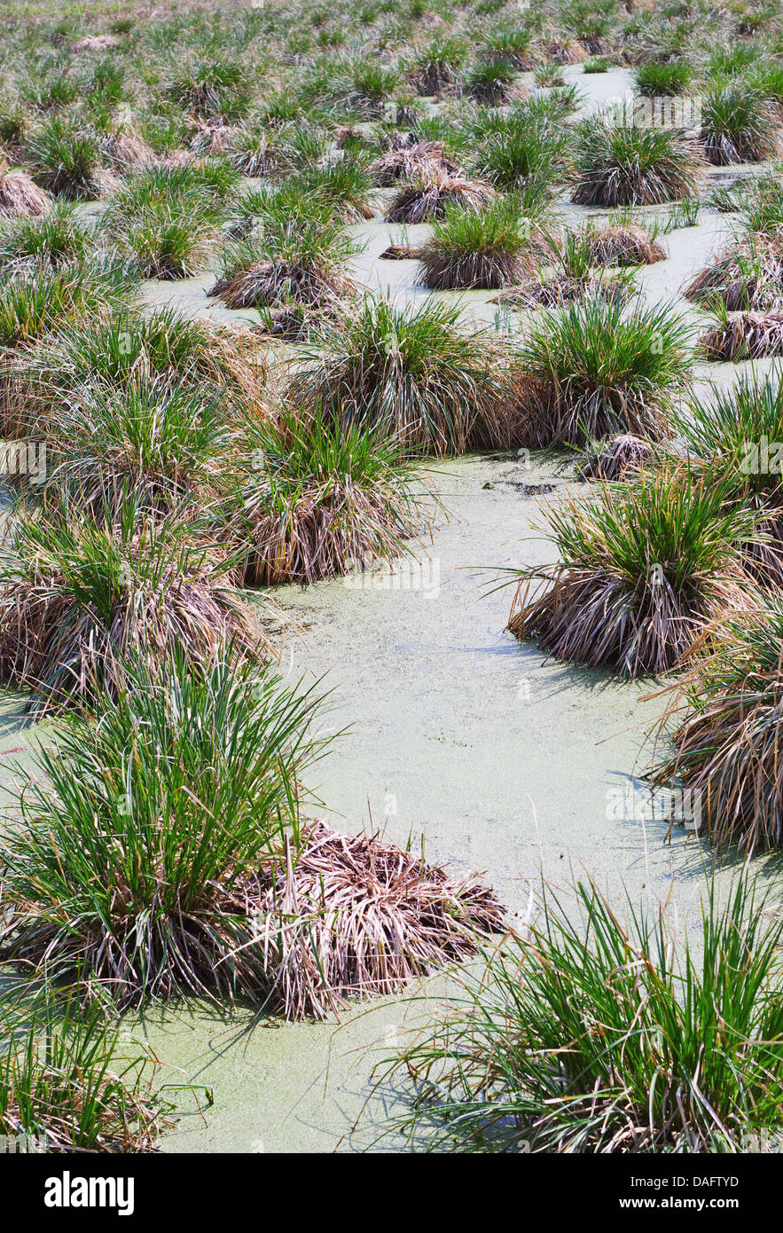 Swamp with green hummocks in early spring Stock Photo - Alamy