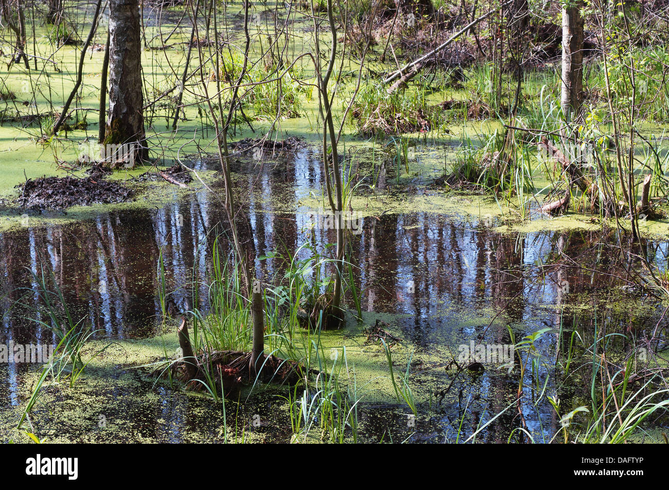 Swamp in the forest hi-res stock photography and images - Alamy