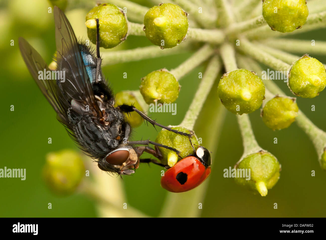 two-spot ladybird, 2-spot ladybird (Adalia bipunctata), with fly on ...