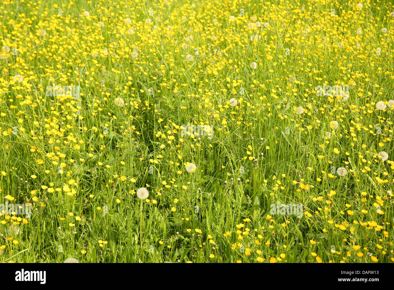 A spring meadow background with Dandelion flowers Stock Photo - Alamy
