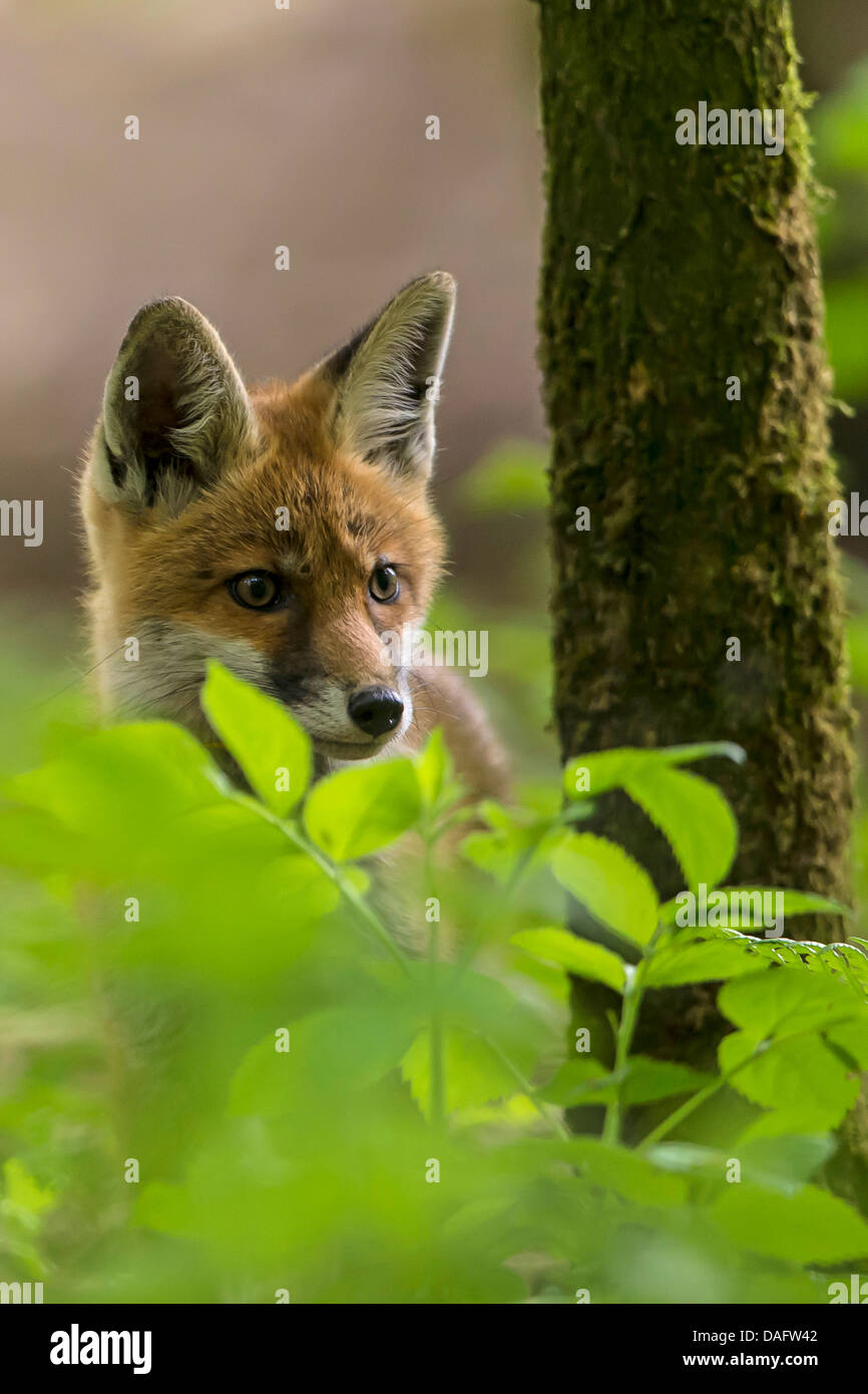 Lammers stands up hi-res stock photography and images - Alamy