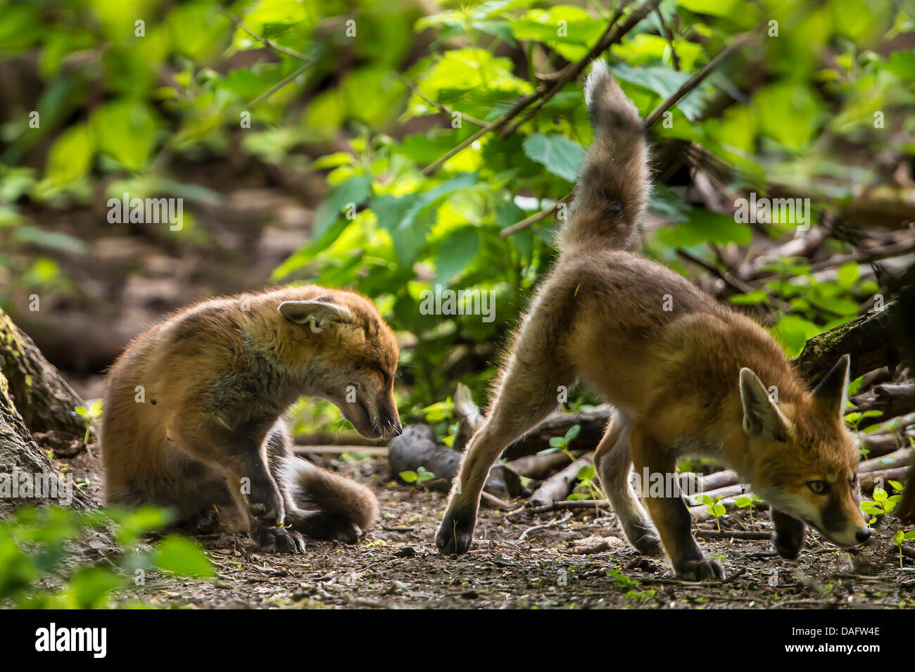 red fox (Vulpes vulpes), cubs showing dominant behaviour, Germany ...