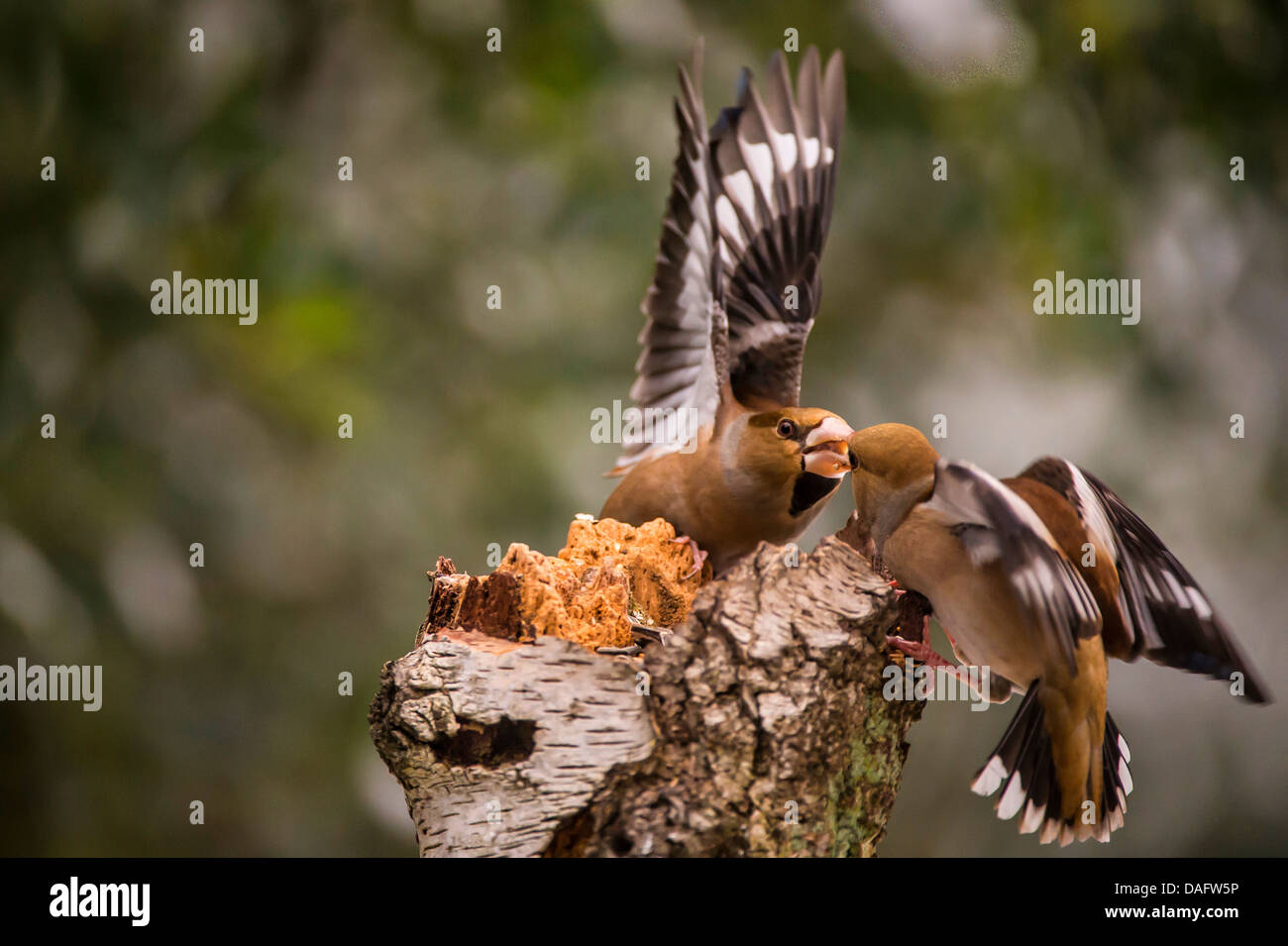Hawfinches hi-res stock photography and images - Alamy
