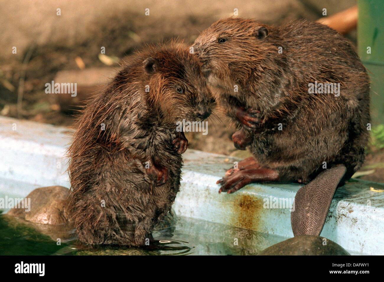 (dpa file) A file picture dated 08 July 1999 of two European beavers ...