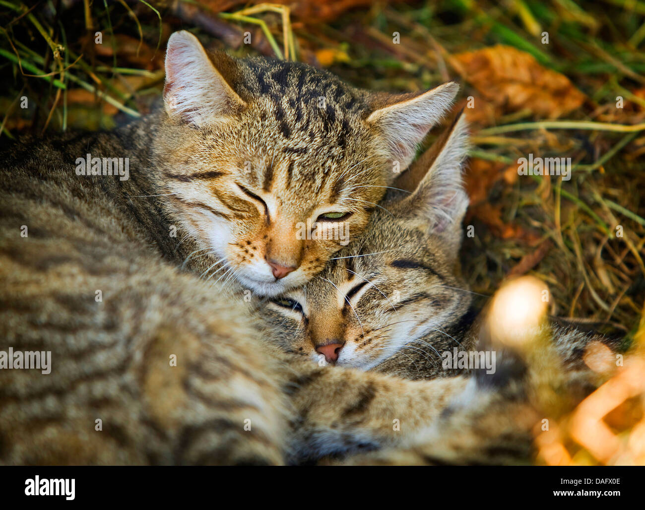 domestic cat, house cat (Felis silvestris f. catus), two brown striped ...