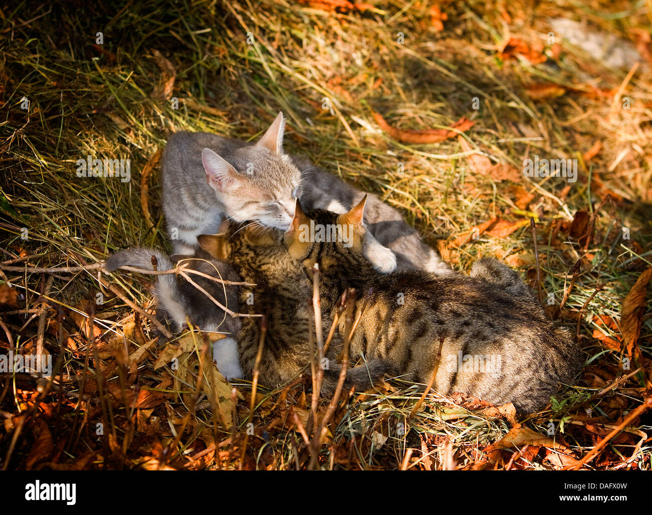 domestic cat, house cat (Felis silvestris f. catus), silver grey mother ...
