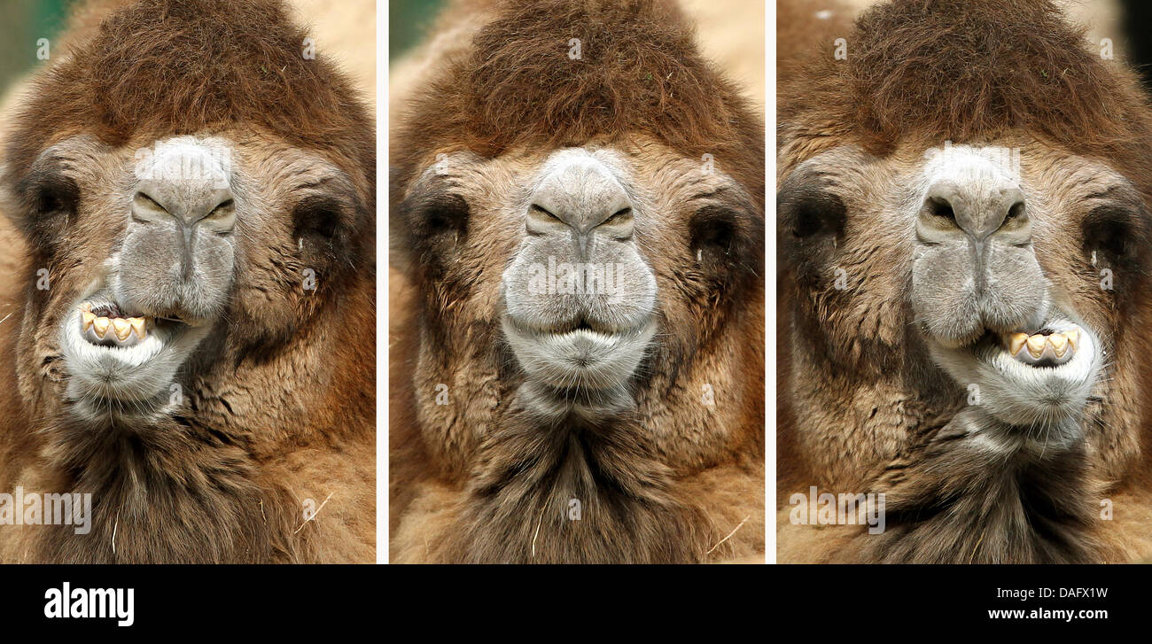 Ein Kamel im Duisburger Zoo lässt es sich am Mittwoch (23.02.2011 ...