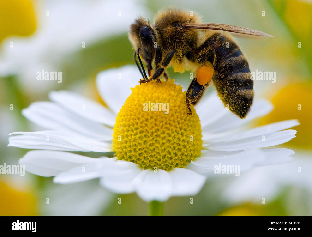 Picture bee collecting pollen from hi-res stock photography and images ...