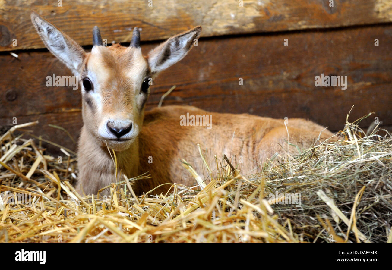 A scimitar-horned oryx (lat.: Oryx dammah) calf is bottle-fed at ...