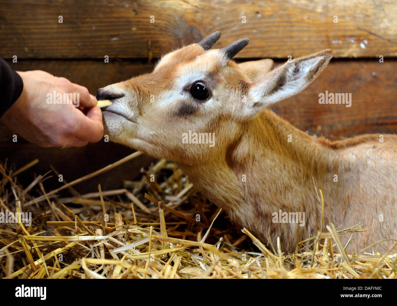 A scimitar-horned oryx (lat.: Oryx dammah) calf is bottle-fed at ...