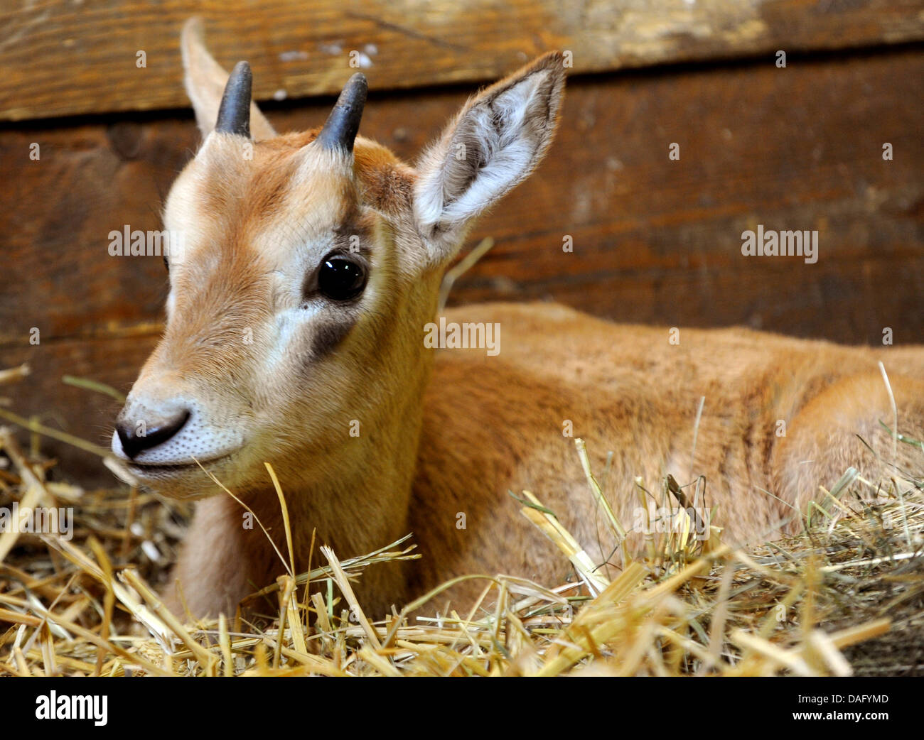 Scimitar oryx chad animal hi-res stock photography and images - Alamy